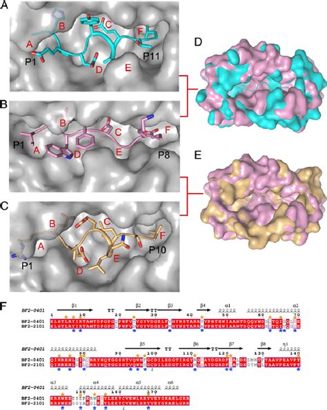 The Peptide Binding Groove Of Bf20401 Comparison Of The Download