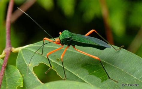 Leaf Footed Bug Paryphes Sp From Ecuador