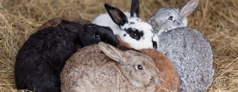 Keeping Rabbits Warm In Winter Pdsa