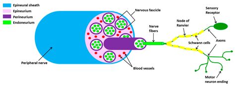 Peripheral Nerve Structure