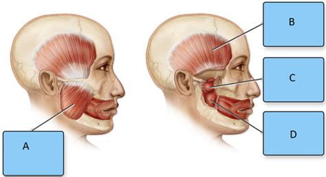 Lecture Axial And Appendicular Muscles Flashcards Quizlet