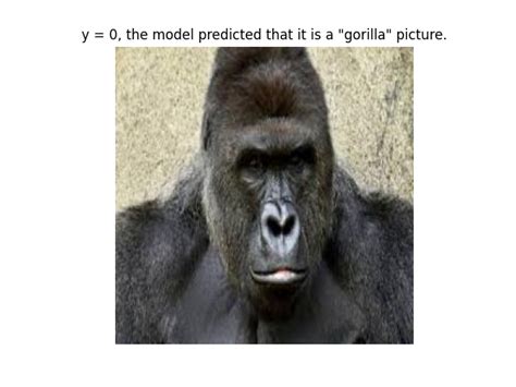 GitHub Butter My Toast MonkeyVsGorilla NeuralNetwork A Binary Classification Machine Learning