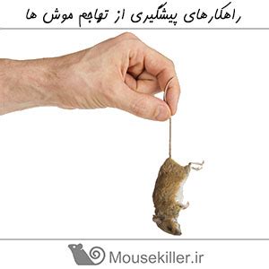 پیشگیری از تهاجم موش با چند روش ساده موش سم قوی ریشه کنی موش