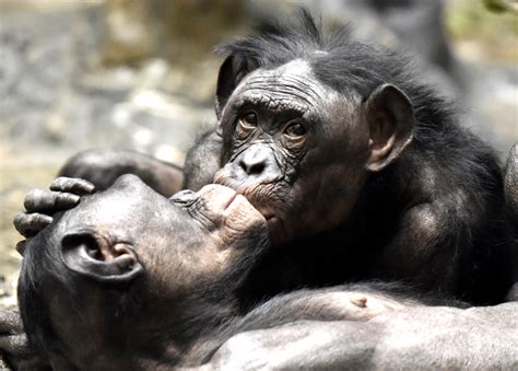 Here S What Complex Primate Societies Can Teach Us About Sex And Gender