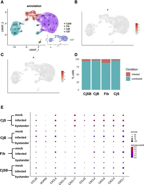 Single Cell RNA Seq Analyses At 24 Hpi Reveal Broad But Low Tropism Of Download Scientific
