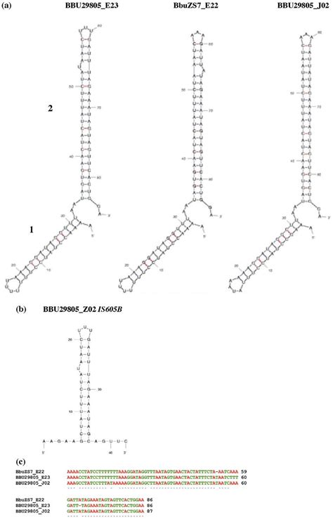 RNA Secondary Structure Models And Nucleotide Sequence Alignments A Download Scientific