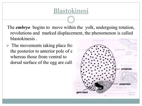 Embryonic And Post Embryonic Development In Insect Ppt