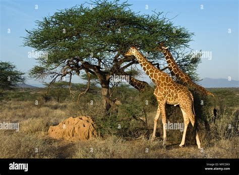 Acacia Tree Giraffe
