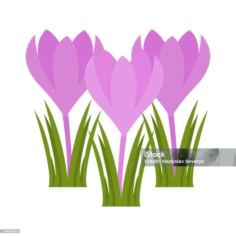 크로커스 꽃 플랫 아이콘 야생 화 흰색 배경에 고립 된 식물 벡터 그림 크로커스에 대한 스톡 벡터 아트 및 기타 이미지 크로커스 개화기 고체 Istock