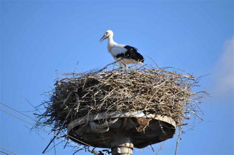 Fascynuj Cy Wiat Bocian W Sozosfera Ochrona Rodowiska