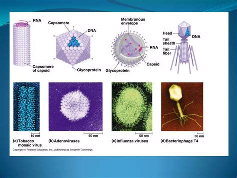 1 1 Classification Of Microbes Pptx