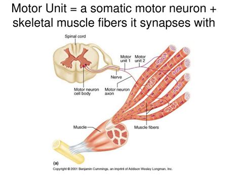PPT Muscle Histology PowerPoint Presentation ID 764186