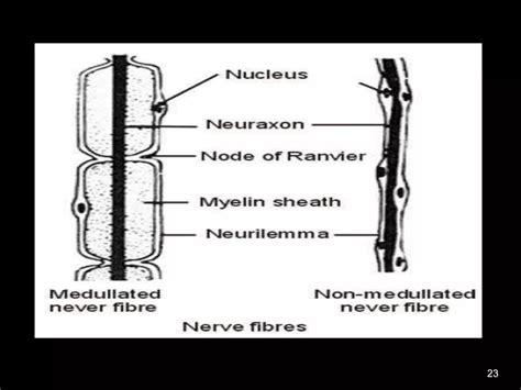 Nerve Fiber Pptx