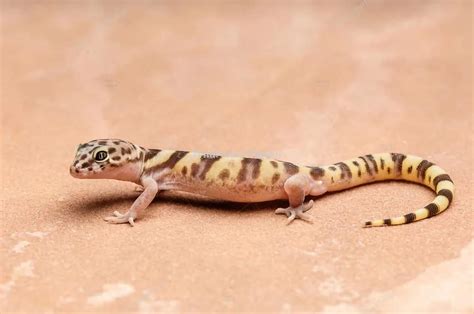 Western Banded Gecko Care Sheet And Species Profile Blue Reptile