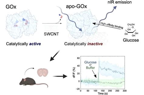 Tissue Integrated Sensitive Glucose Nanosenor Uses Inactive Glucose Oxidase Enzyme For