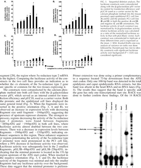 Identification Of The Transcriptional Start Site By Primer Extension Download Scientific