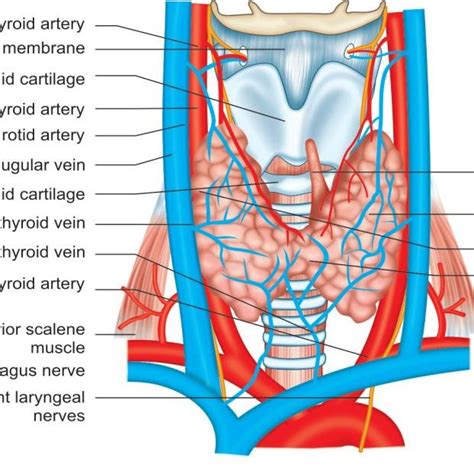 Approach To Thyroid Nodule Based On Ata Guideline 51 Download