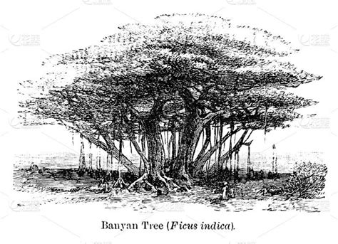 榕树 榕树 素材 花瓣网