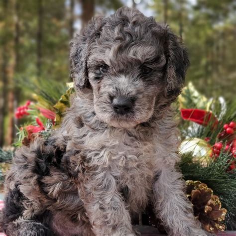 Goldendoodle Coat Colors Everything You Need To Know Mountain