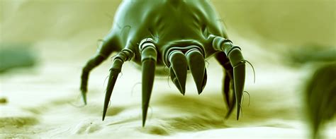 How To Reduce Dust Mite Allergies In Your Home