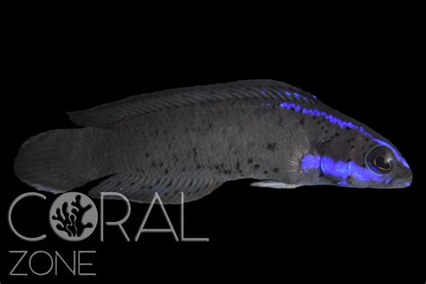 Pseudochromis Springeri Blue Striped Dottyback Coral Zone