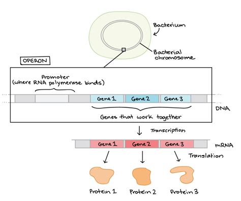 MCB Lec Prokaryotic Regulation Definitions Diagram Quizlet