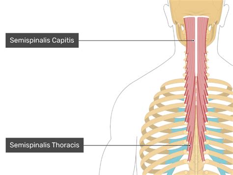 Semispinalis Thoracis Muscle Getbodysmart