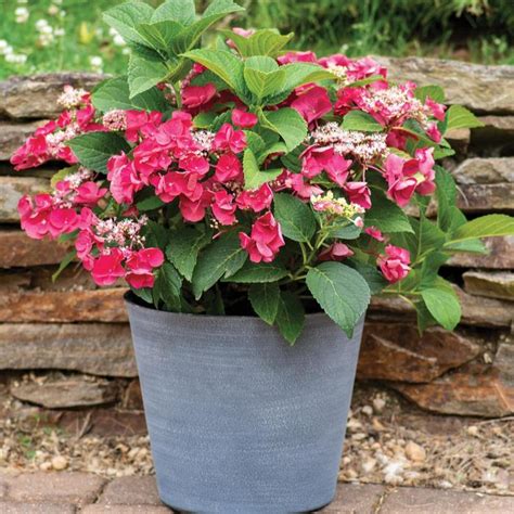 Hydrangea Macrophylla Cherry Explosion™ Cherry Explosion™ Hydrangea