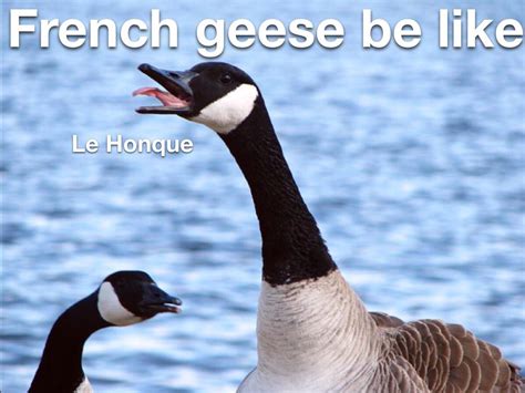Honk Honk R Memes