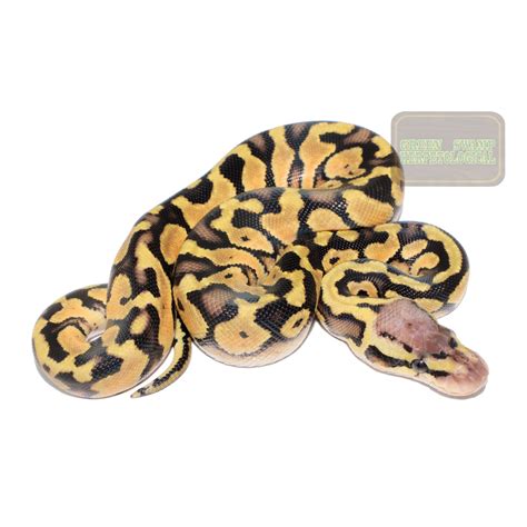 ashen ball python new dominant mutation [done] genetics and species