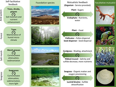 Mutualism Examples Of Animals