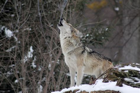 Wolf Howling Animal Free Photo On Pixabay