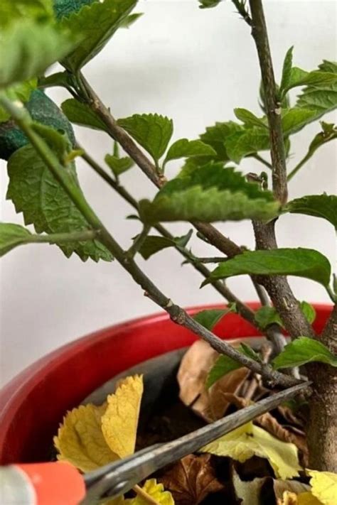 How To Prune Hibiscus A Step By Step Guide Nursery Lady Hibiscus
