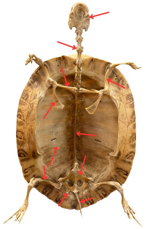 Turtle Skeletal System Diagram Quizlet