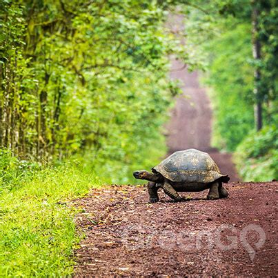 Galapagos Islands Conservation A Fragile Paradise Greengo Travel