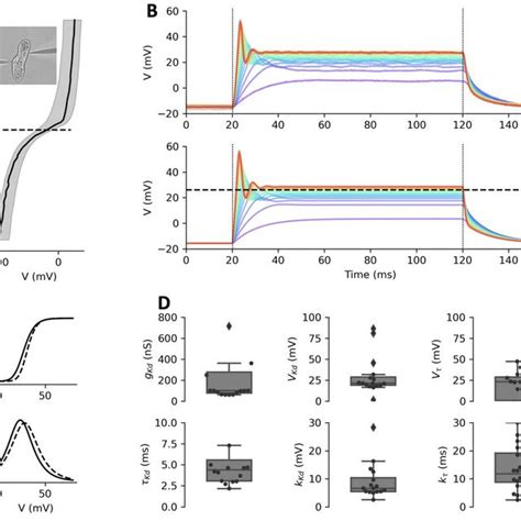 The Delayed Rectifier Current Measured In Deciliated Cells A Download Scientific Diagram