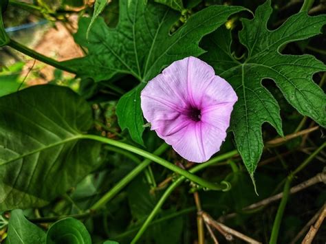 Premium Photo Ipomoea Cairica Is A Vigorous Perennial Climber With A Tuberous Root