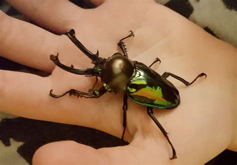 Live Minibeasts Archives Travelbugs Mobile Minibeasts