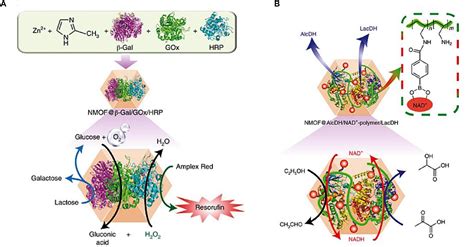 Frontiers Metal Organic Frameworks A Potential Platform For Enzyme Immobilization And Related