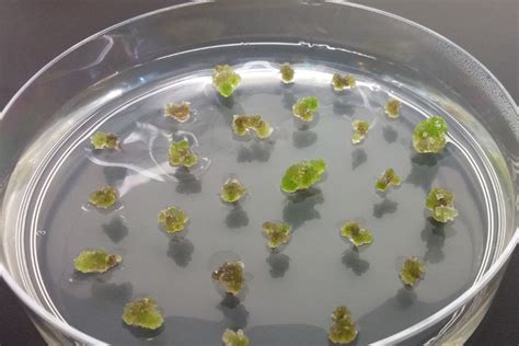 Health Promoting Ingredient Production With Plant Cell Cultivation