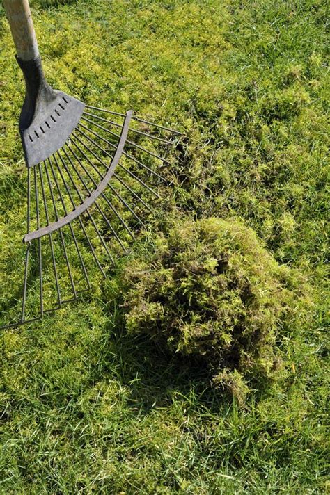 Moss Stock Image Image Of Work Turf Weeds Gardening 67170909