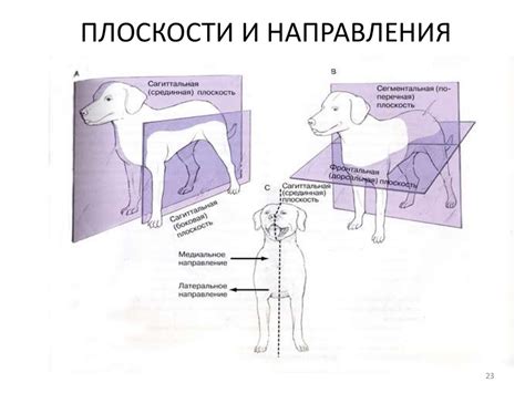 Симметрия Анатомия животных плоскости и направления презентация онлайн