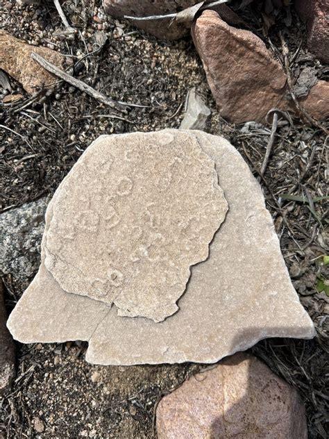 Trace Fossil R Fossilid
