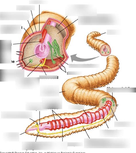 Worm 2 Diagram Quizlet