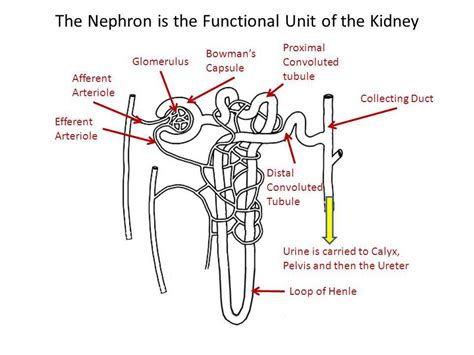 How To Properly Label The Nephron Diagram A Step By Step Guide