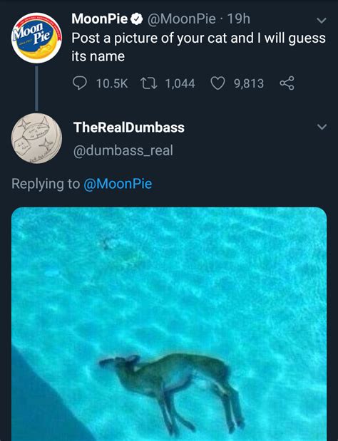 Why My Cat Not Working Rwhitepeopletwitter