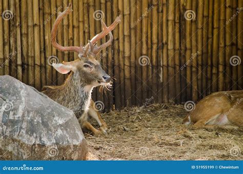 Eld S Deer Stock Image Image Of Nature Tropical India 51955199