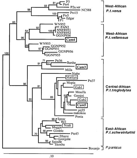 phylogenetic tree of mtdna d loop sequences the trees constructed by