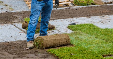 잔디밭에 설치하는 푸른 잔디 잔디 롤을 놓는 정원 가꾸기의 손 사진 Unsplash의 식물 이미지
