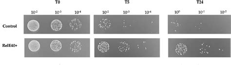 Figure 5 From Transcriptome Analysis Of Streptococcus Mutans Quorum
